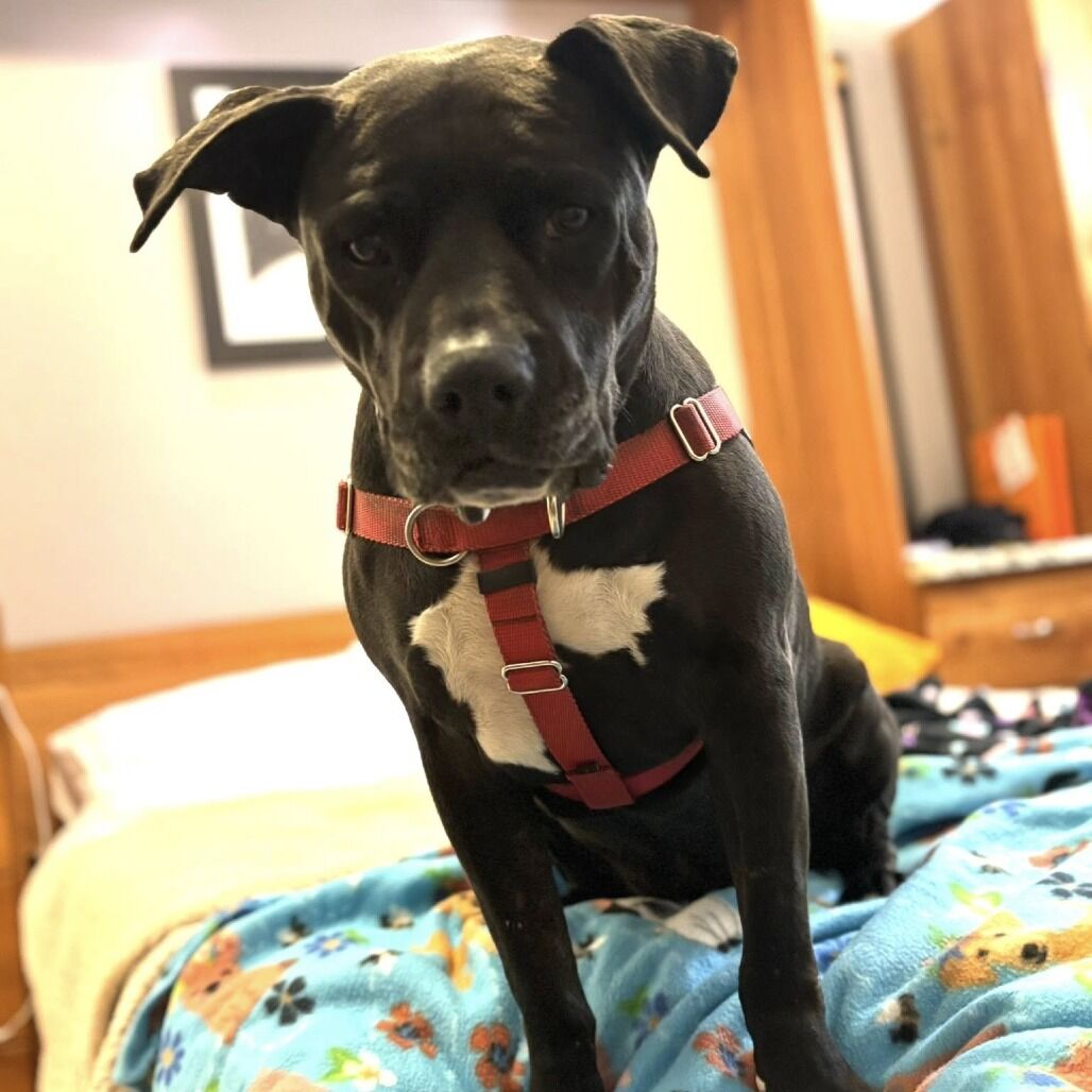 Hello my name is Lilac | Dogs | KSL Classifieds