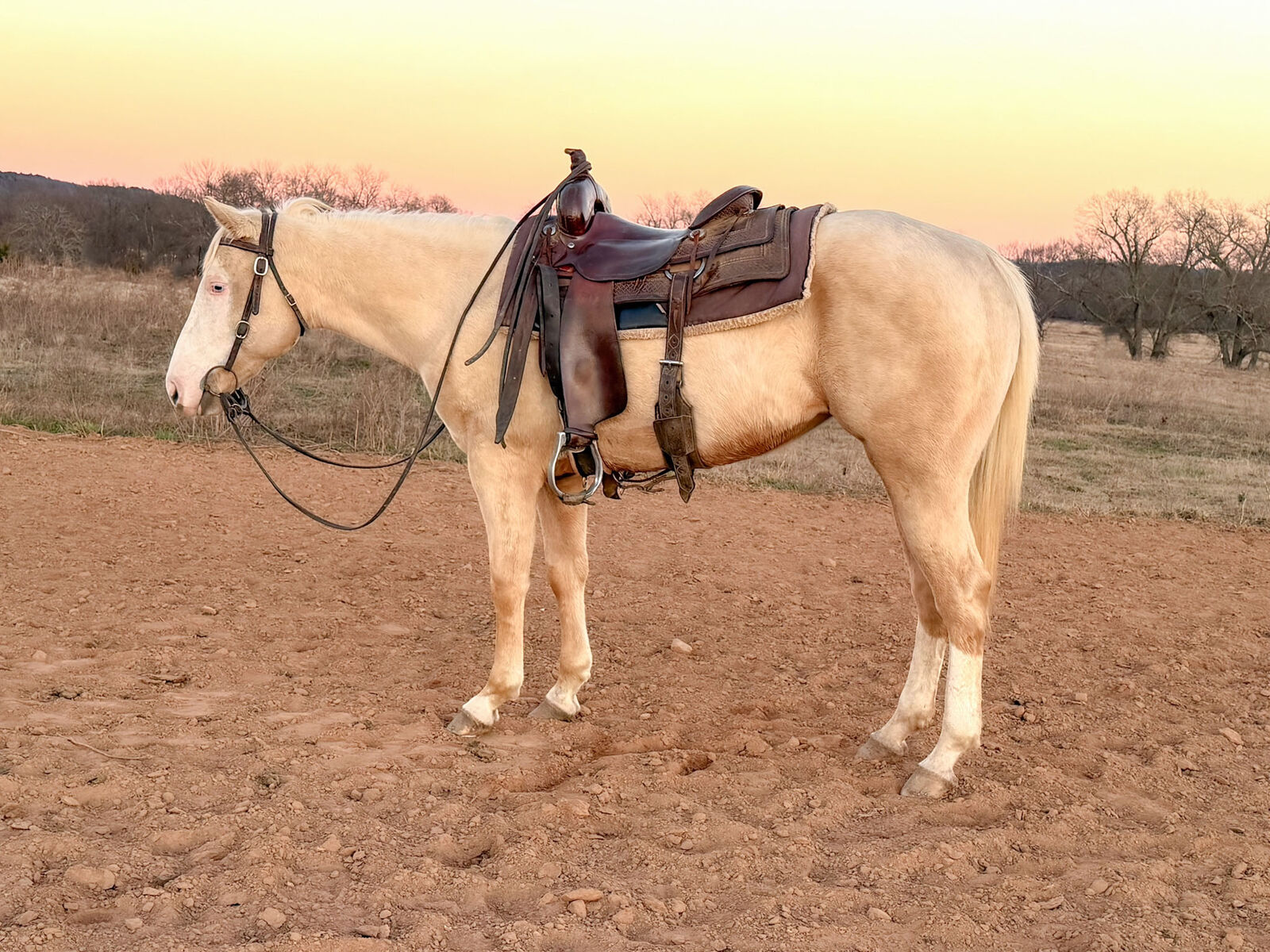 NU CHEX TO CASH / GUNNER ON ICE | Horses | KSL Classifieds