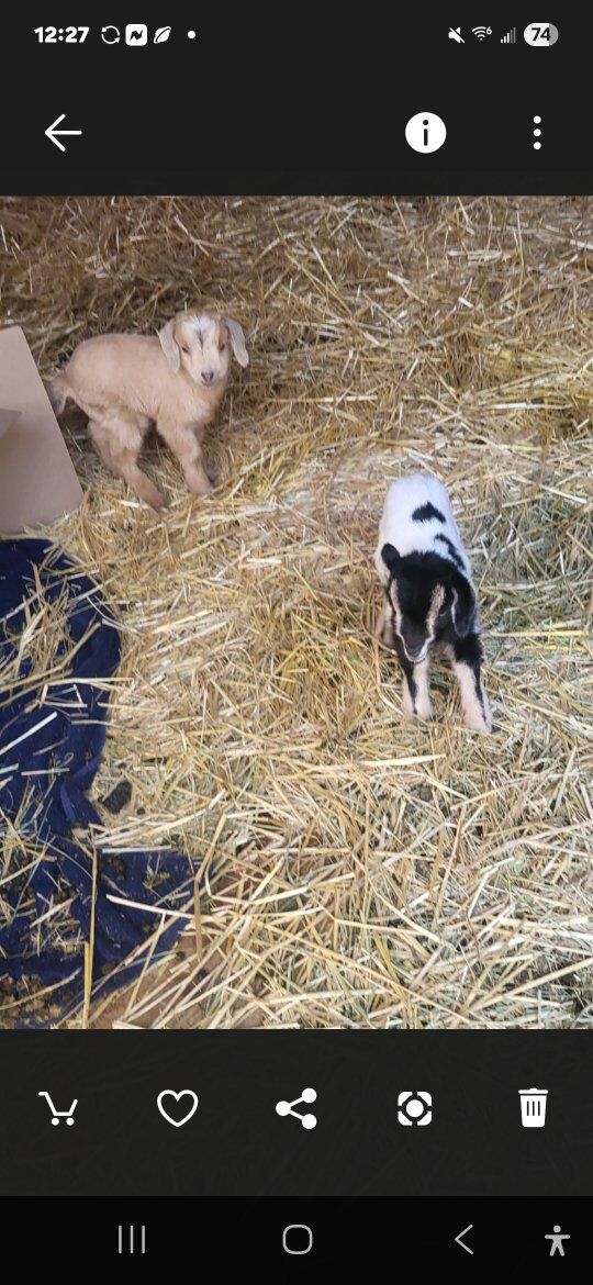 DWARF GOATS ,14 NEW TINY DWARK BABYS 1-26, GIVE L | Goats | KSL Classifieds