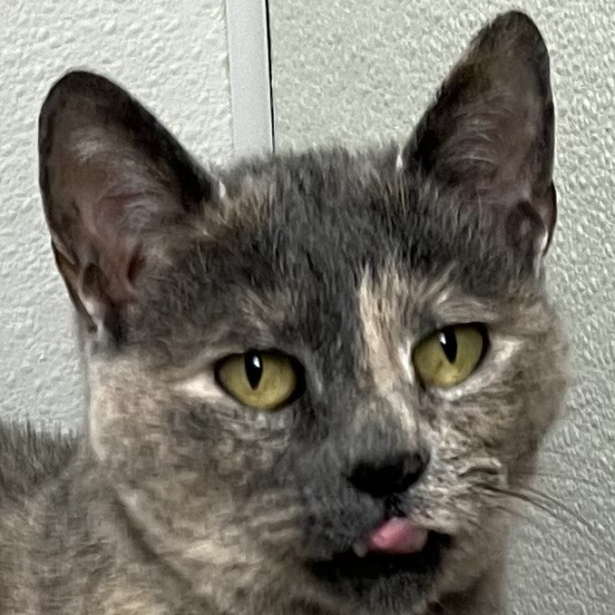 Hello my name is Winnie | Cats | KSL Classifieds