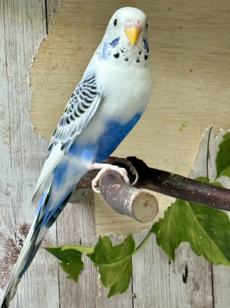 Beautiful Young Female Budgie | Birds | KSL Classifieds