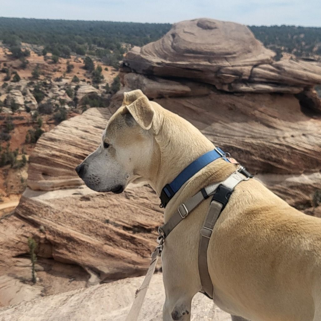 Hello my name is Mr. Bowser | Dogs | KSL Classifieds