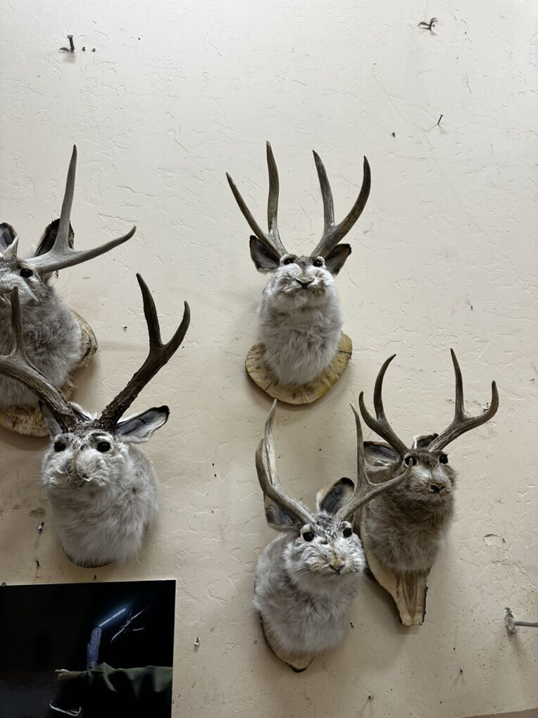 Jackalopes | Skins and Taxidermy Mounts | KSL Classifieds