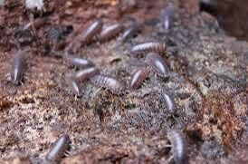 Purple Dwarf Isopods | Reptiles | KSL Classifieds