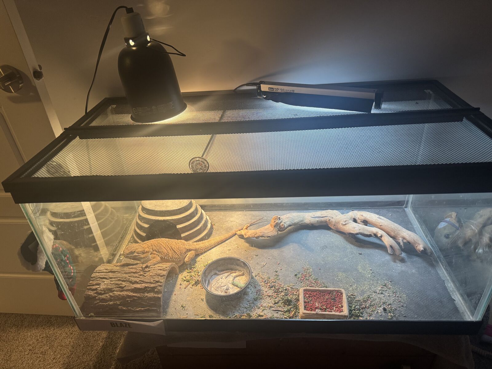 Bearded Dragon | Reptiles | KSL Classifieds