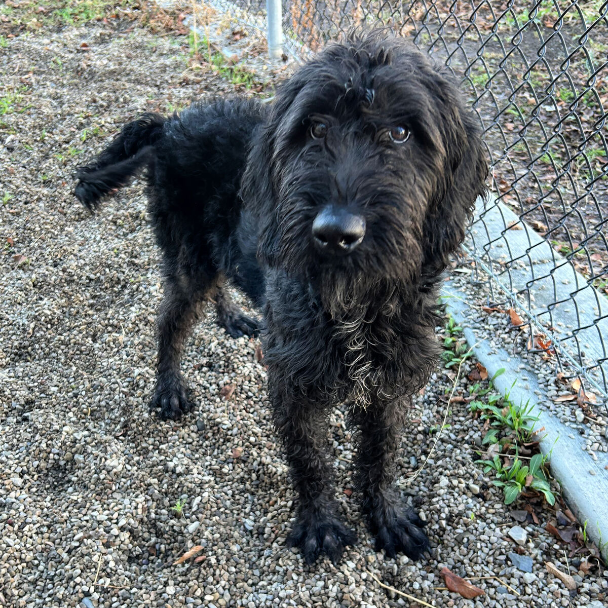 Asher | Dogs | KSL Classifieds