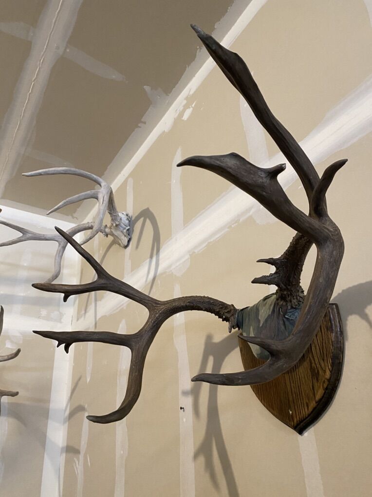 XL Mule Deer Antlers | Skins and Taxidermy Mounts | KSL Classifieds
