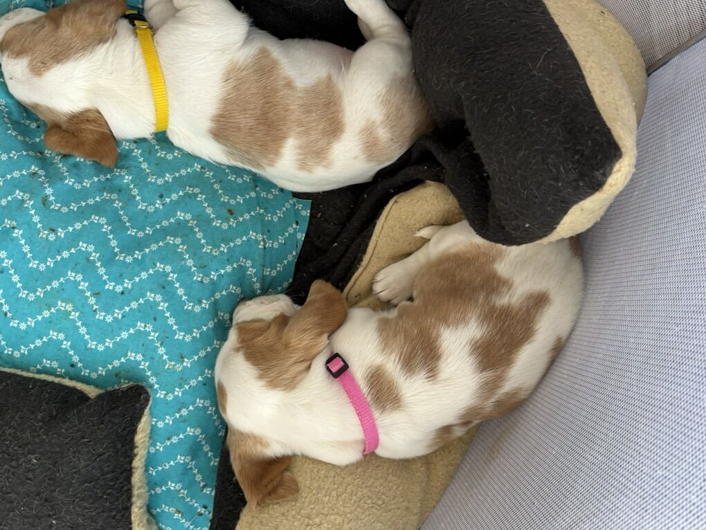 Bassett Hound Puppies | Dogs, Studs/Breeding | KSL Classifieds