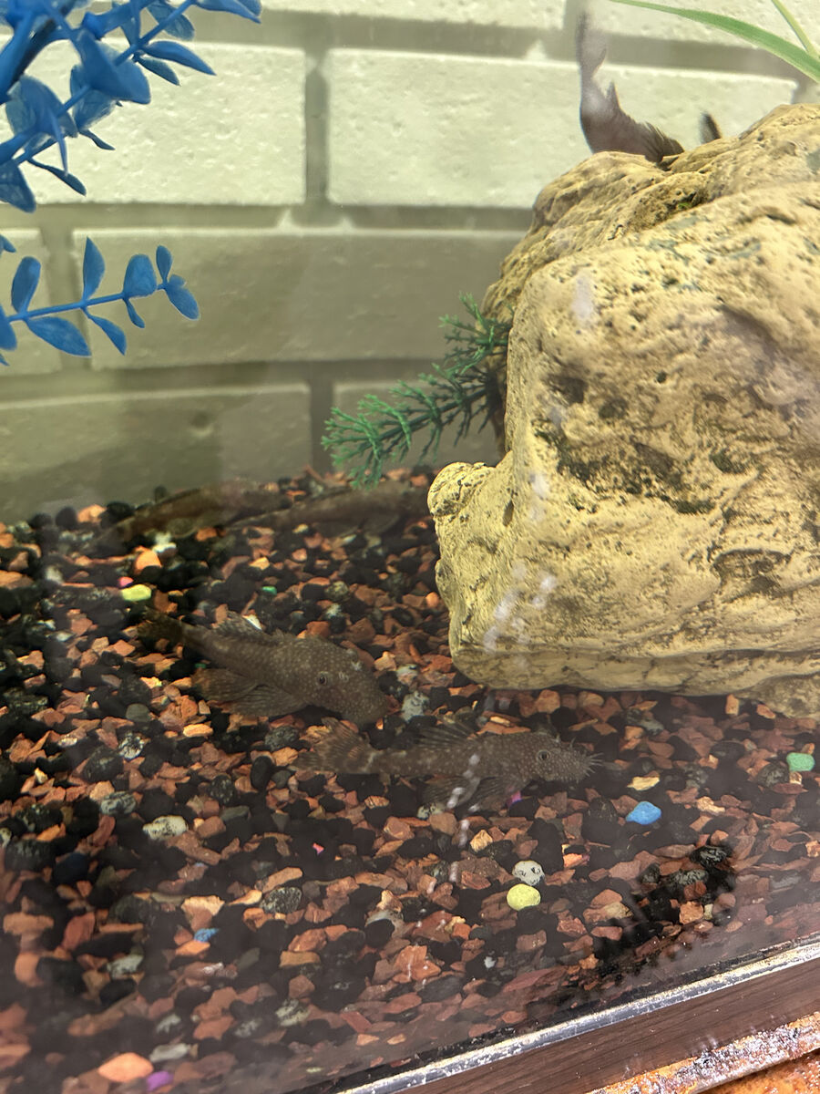 Cleaner fish! | Fish | KSL Classifieds