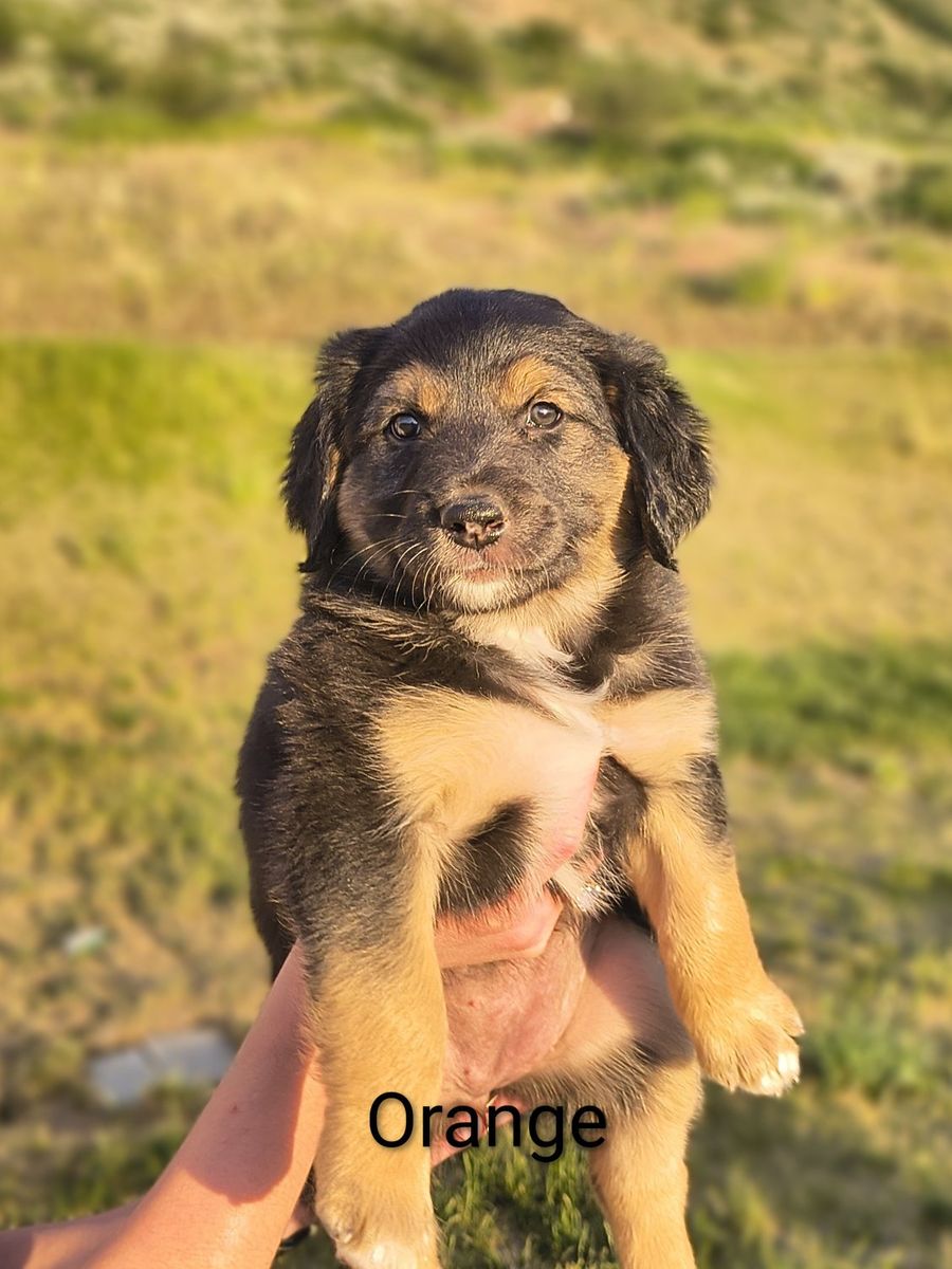 Golden Mountain Doodle Puppies For Sale | Dogs | KSL Classifieds