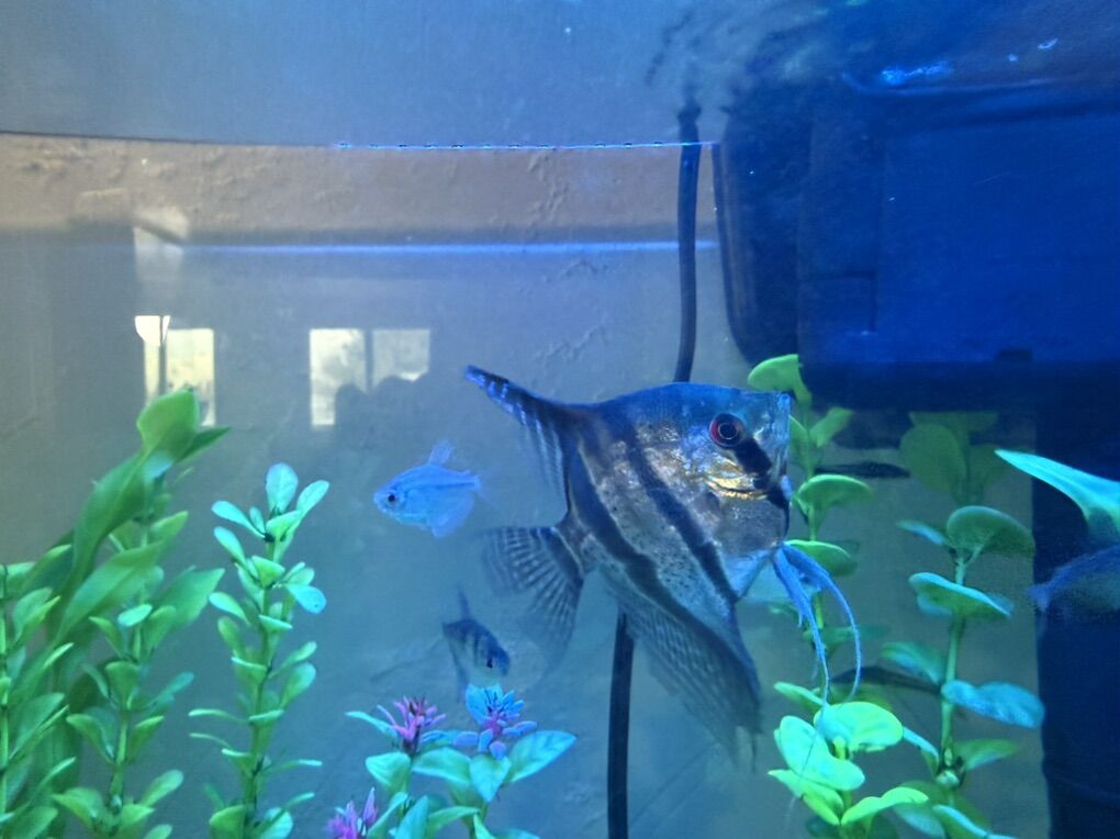 4- Large Angel Fish | Fish | KSL Classifieds