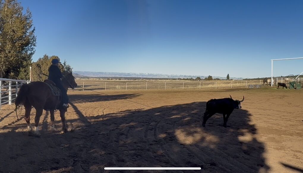 Very Solid Broke Gelding! | Horses | KSL Classifieds