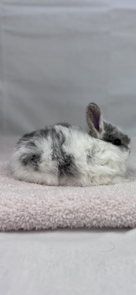 Baby Bunny - Broken Merle - Buck | Rabbits | KSL Classifieds