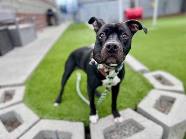 A154589 Queen is Available for Adoption! | Dogs | KSL Classifieds