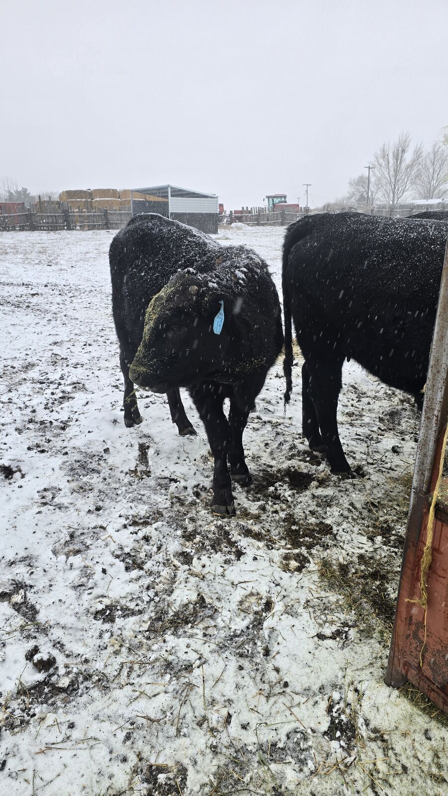 BULL | Cattle | KSL Classifieds