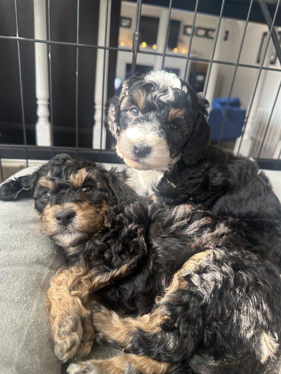THE CUTEST MINI BERNEDOODLE BABIES YOU'VE EVER SEEN. Watch their live ...