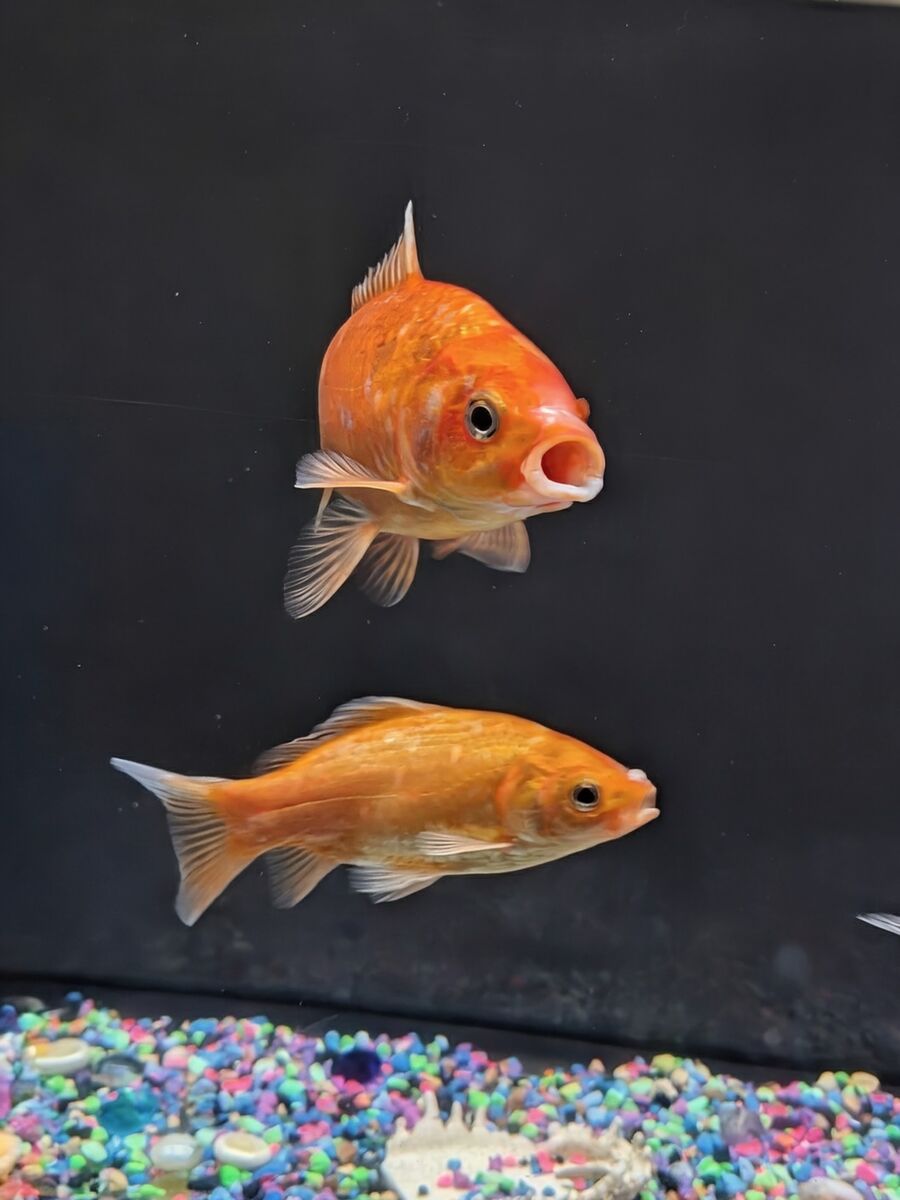 Gold Fish | Fish | KSL Classifieds