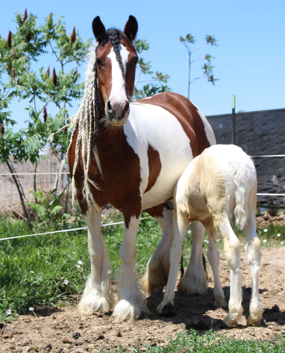 Gypsy Vanner Buckskin colt | Livestock | ksl.com