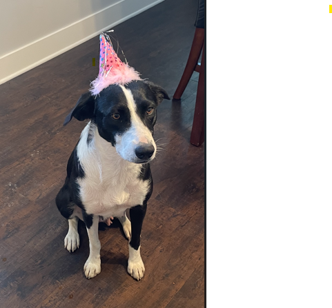 Free to a good home - Very Sweet Girl!! | Dogs | KSL Classifieds