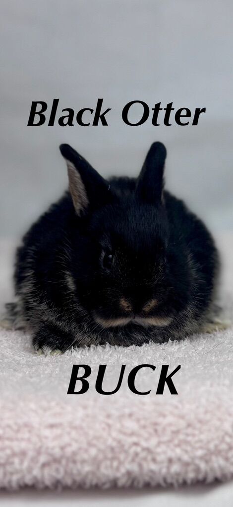 Baby Bunny - Black Otter - Buck | Rabbits | KSL Classifieds