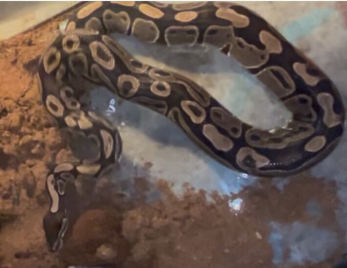 Ball Python | Reptiles | KSL Classifieds