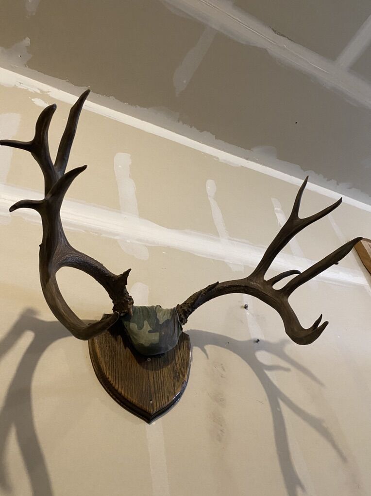 XL Mule Deer Antlers | Skins and Taxidermy Mounts | KSL Classifieds