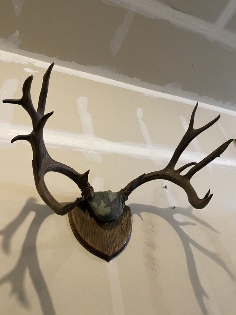 XL Mule Deer Antlers | Skins and Taxidermy Mounts | KSL Classifieds