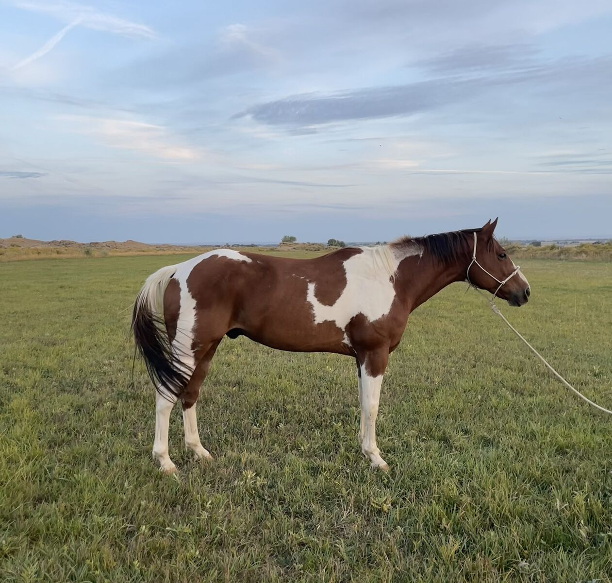 Showdown is a 10 year old registered paint gelding | Horses | KSL ...