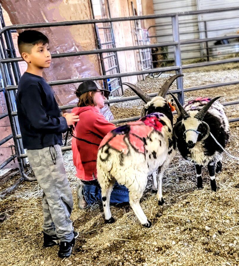 Two 4 horned Jacob sheep wethers | Other Livestock | KSL Classifieds