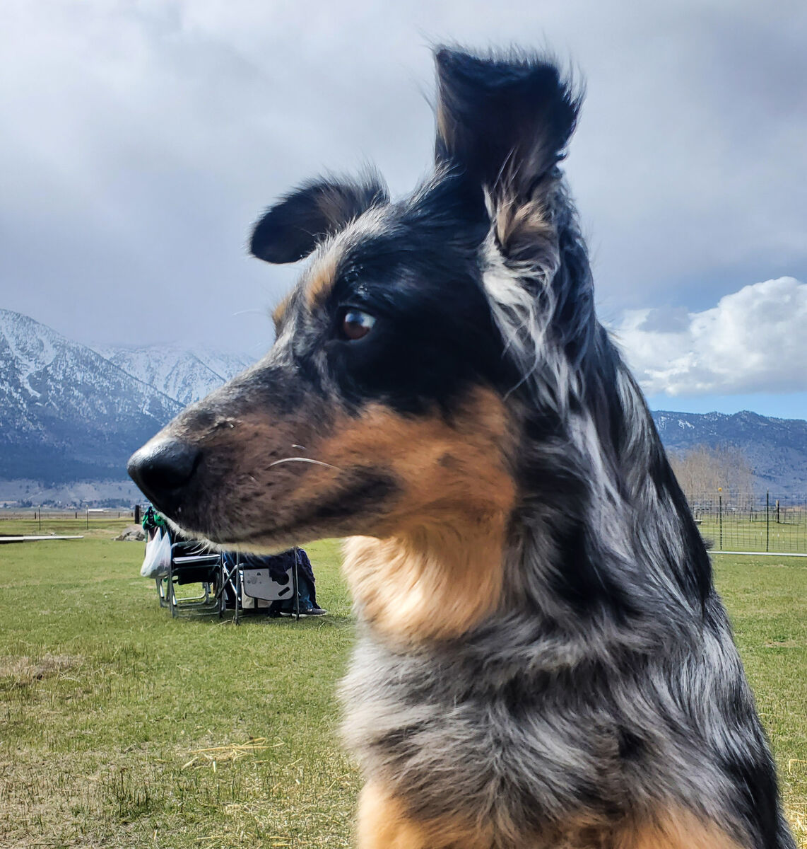 Double Registered Australian Shepherd Puppies. Winning Bloodlines ...
