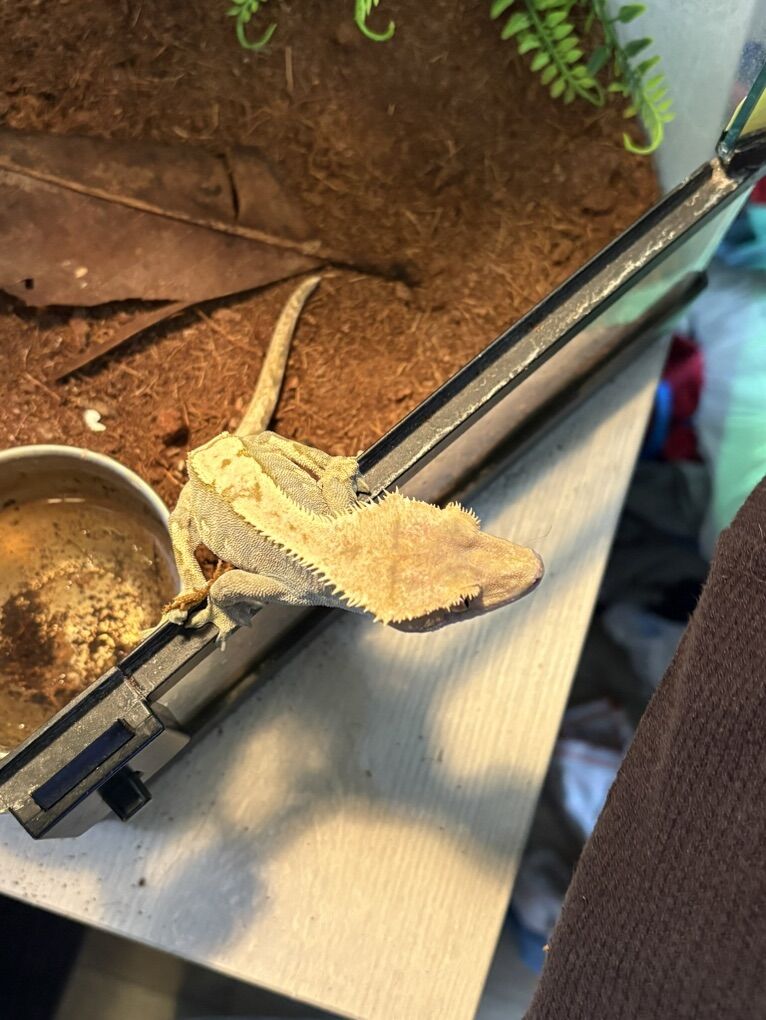 Male Crested | Reptiles | KSL Classifieds