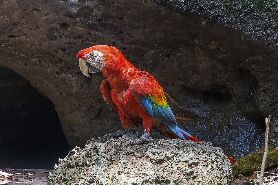 Scarlet Macaw or Moluccan Cockatoo WANTED...... | Birds | KSL Classifieds