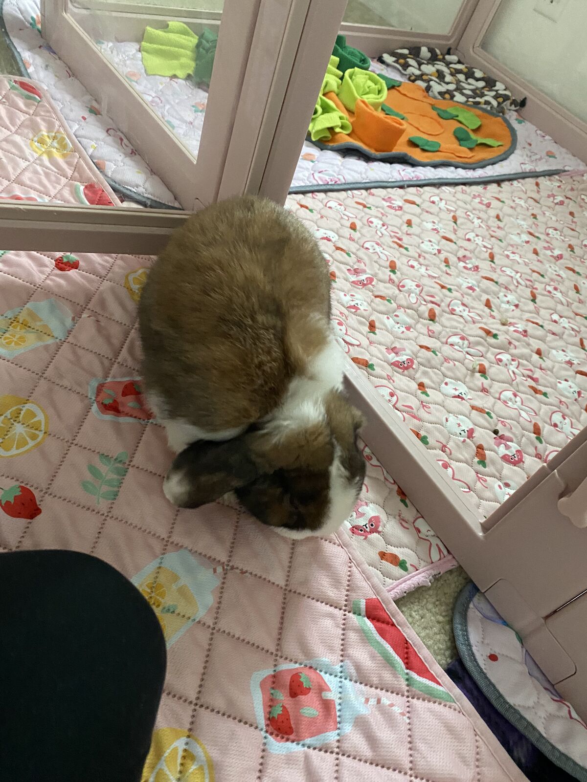 Baby Bunny - Broken Merle - Buck | Rabbits | KSL Classifieds