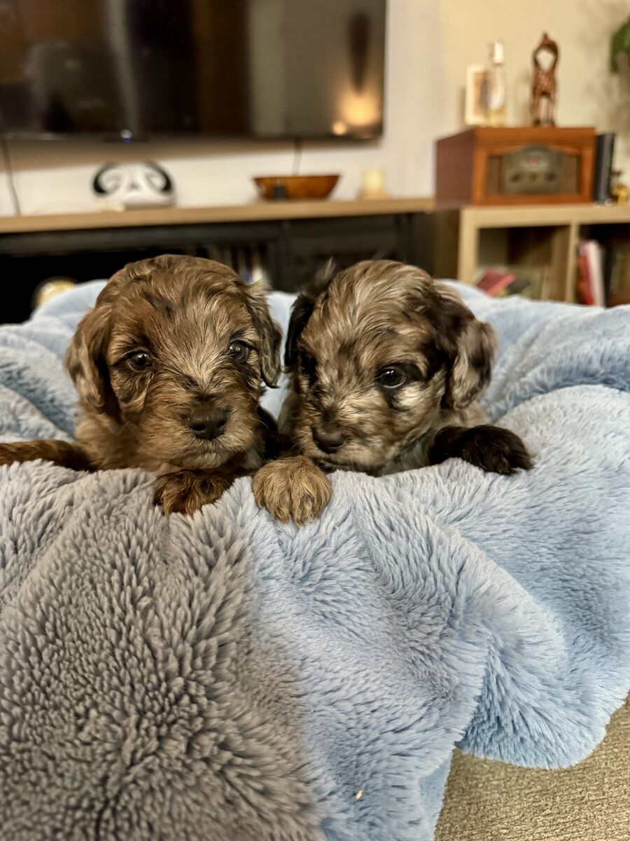 Mini Aussie Doodle Puppies | Dogs | KSL Classifieds