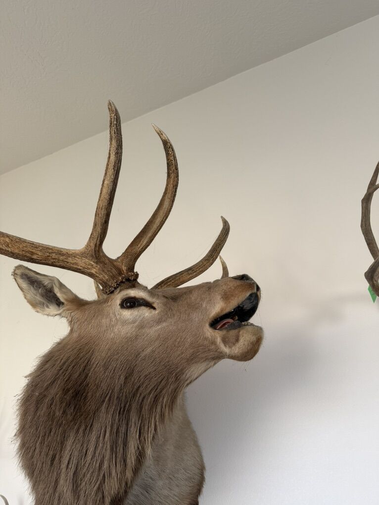 Elk And Deer Mounts | Skins and Taxidermy Mounts | KSL Classifieds