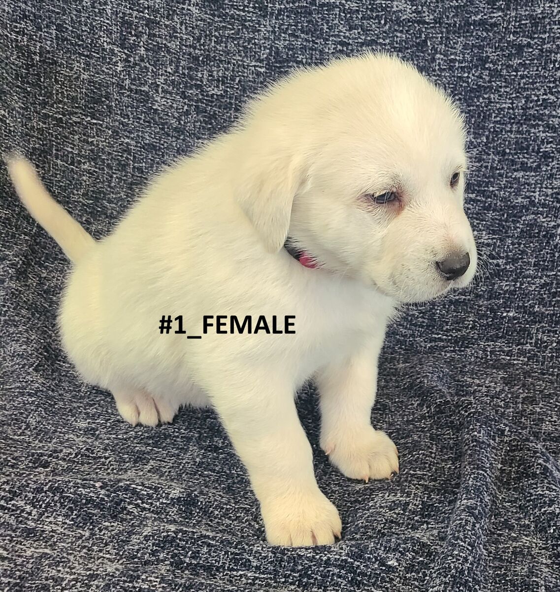 Great Pyrenees Mix Livestock Gaurd Dog (LGD) Puppies | Stock Dogs | KSL ...