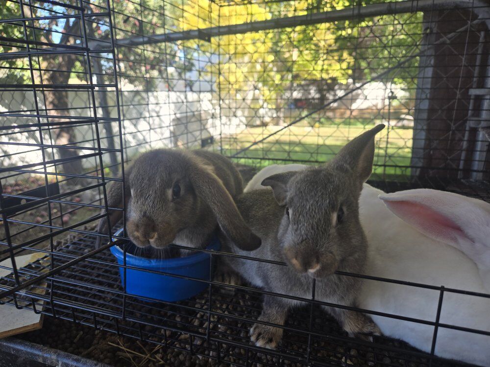 Rex Bunnies | Rabbits | KSL Classifieds