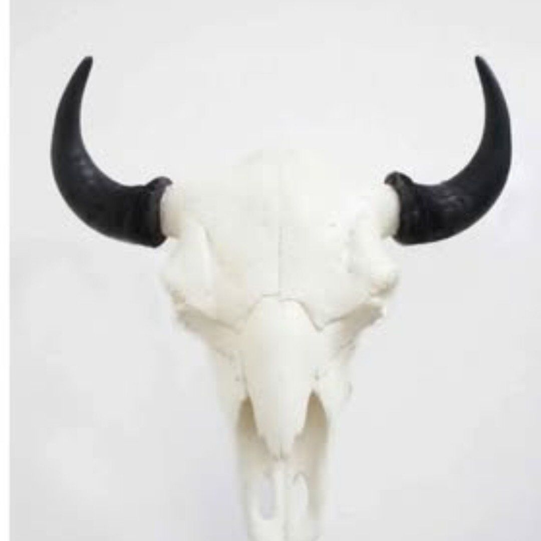 cast horn designs bision | Skins and Taxidermy Mounts | KSL Classifieds