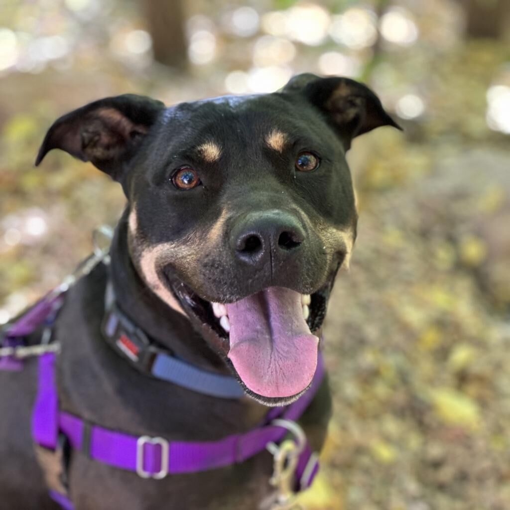 Hello my name is Virginia | Dogs | KSL Classifieds