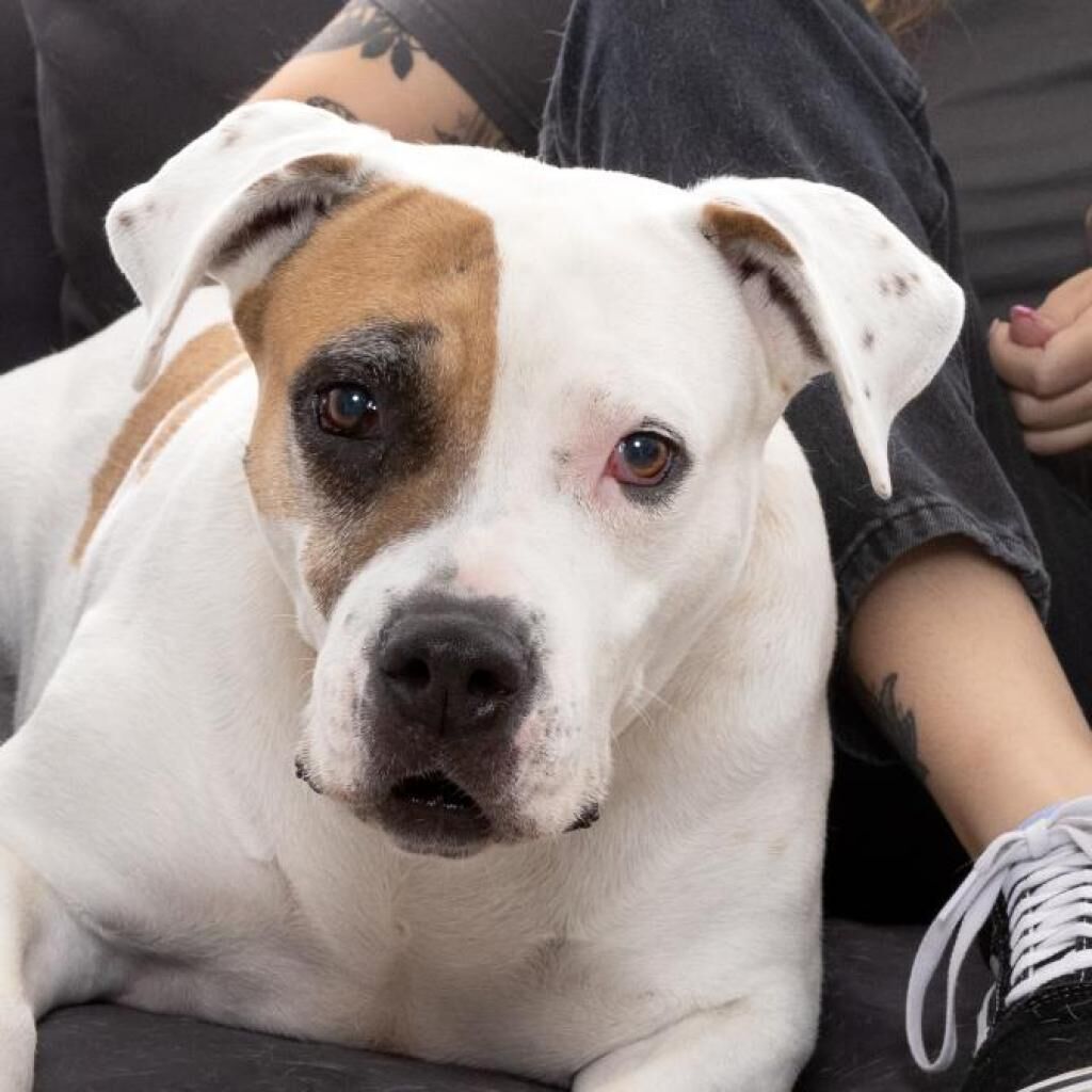 Hello my name is Stickers | Dogs | KSL Classifieds