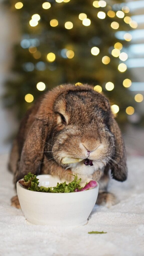 Super Sweet Lop | Rabbits | KSL Classifieds