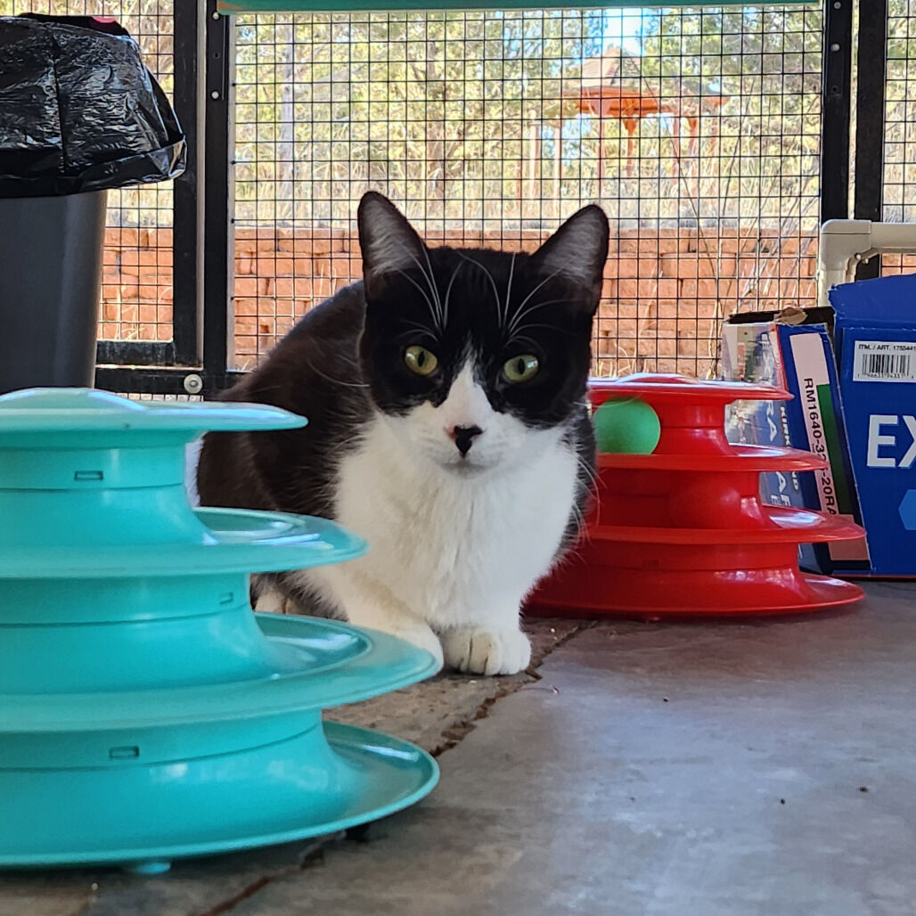 Hello my name is Pepper | Cats | KSL Classifieds