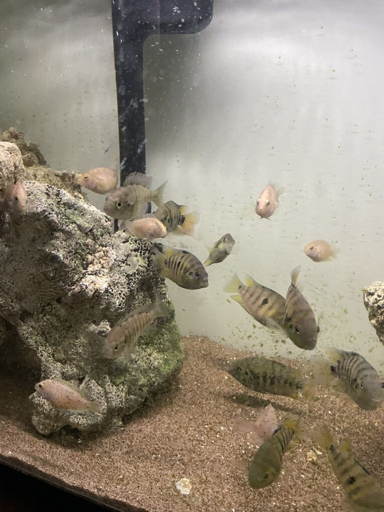 Convict Cichlids | Fish | KSL Classifieds