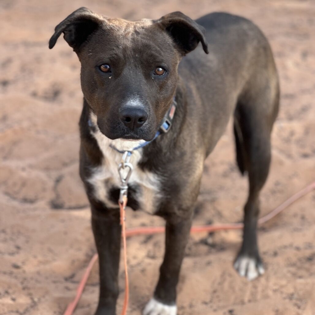 Hello my name is Rogue | Dogs | KSL Classifieds