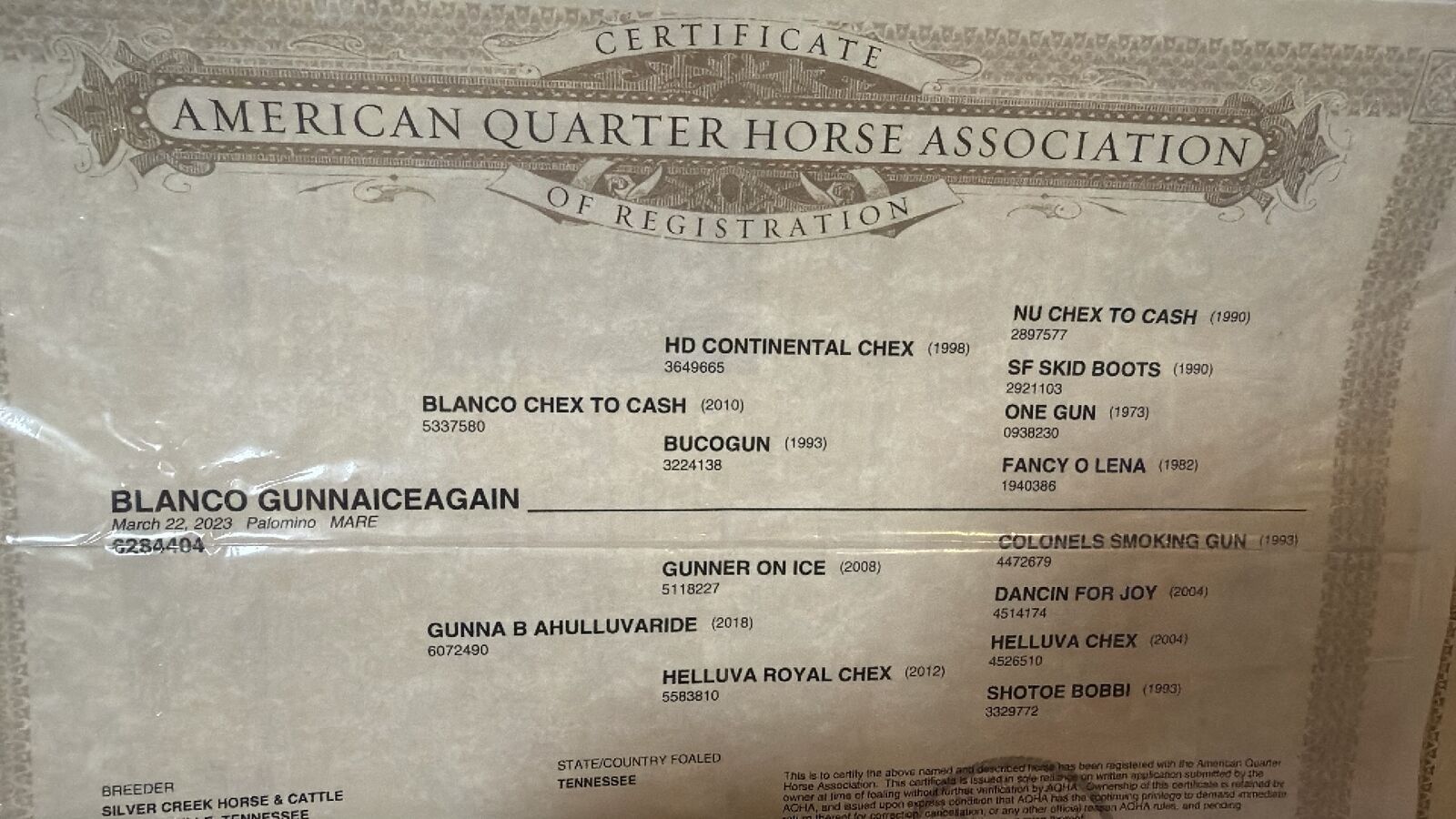 NU CHEX TO CASH / GUNNER ON ICE | Horses | KSL Classifieds