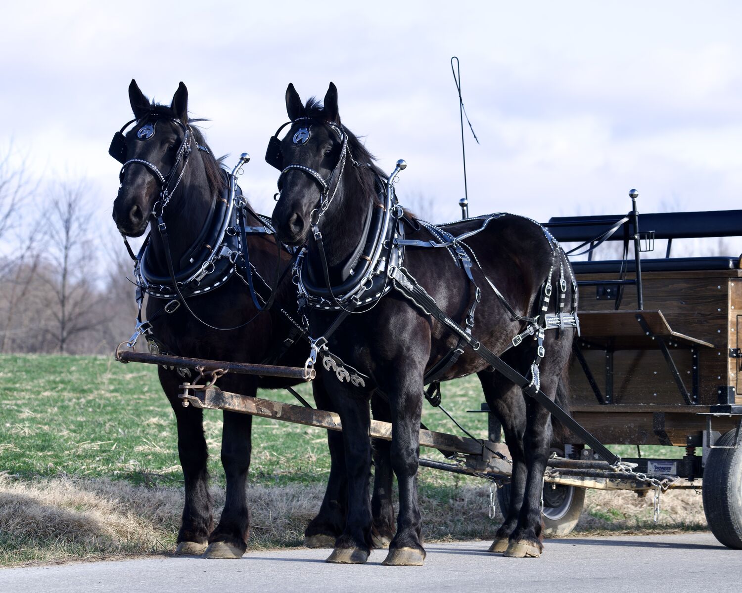 Draft Horse Teams for Sale | Horses | KSL Classifieds