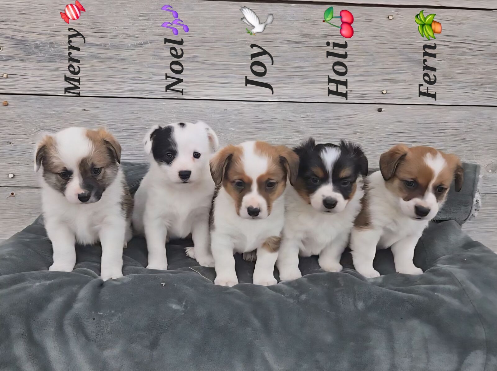 Christmas Cowboy Corgis | Dogs | KSL Classifieds