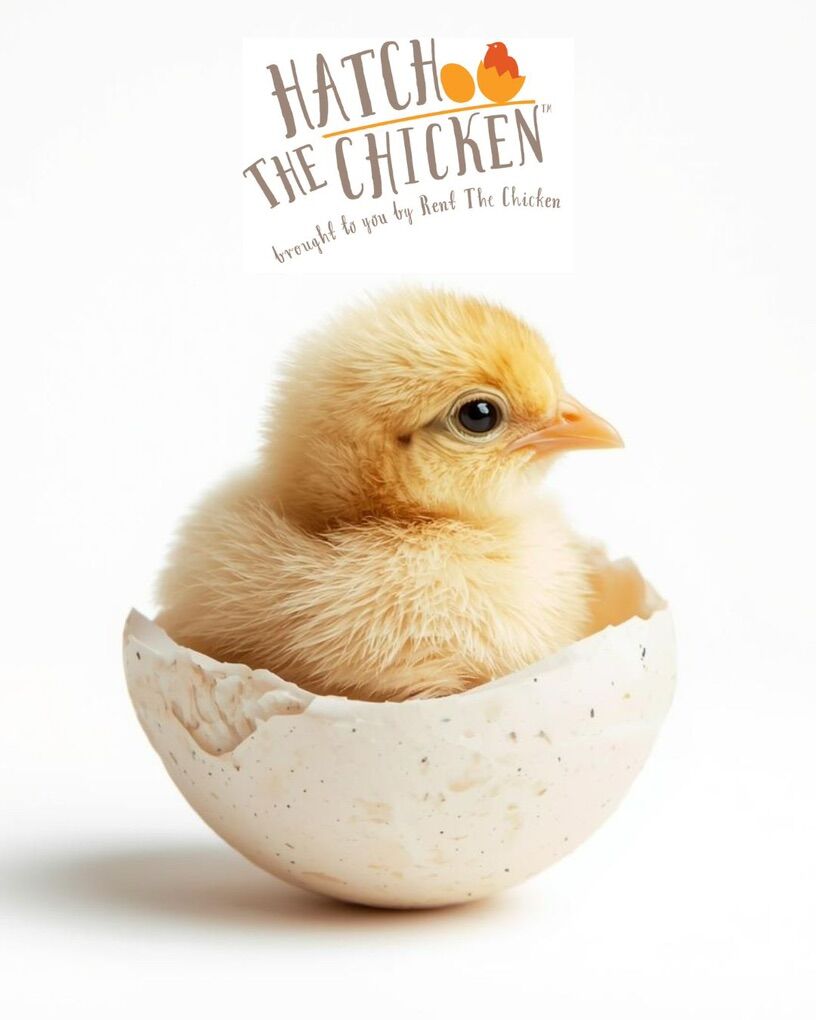 Chick Hatching Rental Fertilzed Eggs | Poultry and Gamebirds | KSL ...