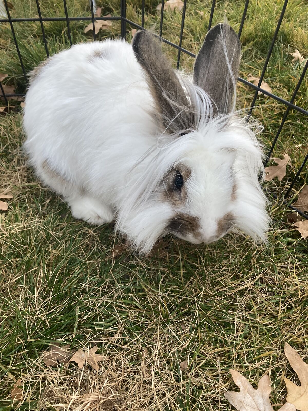 Super cute lionhead Rex bunny for sale 🥰 | Rabbits | KSL Classifieds