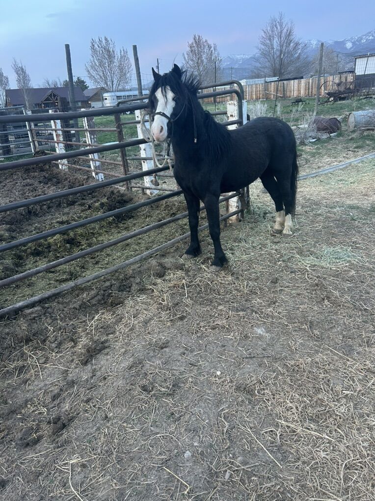 Weanling Pony Filly | Horses | KSL Classifieds